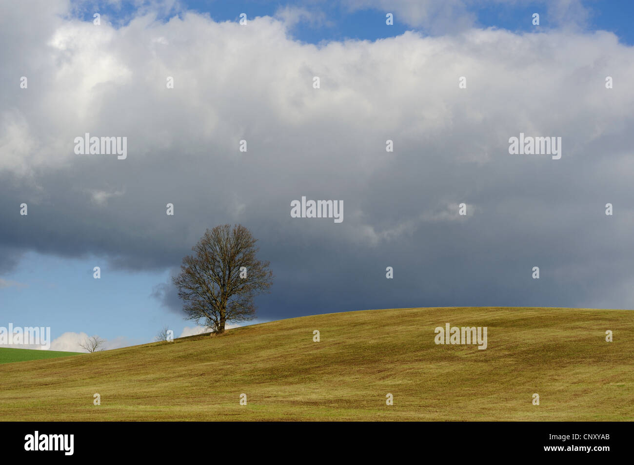 common hornbeam, European hornbeam (Carpinus betulus), single tree ...