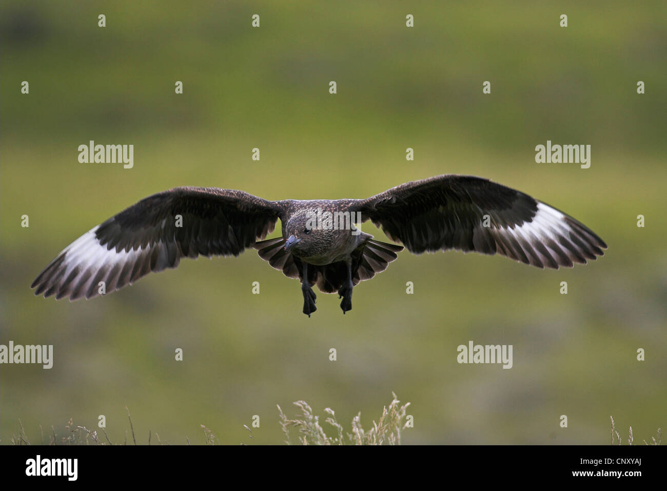 Great skua (Stercorarius skua, Catharacta skua)), flying, Iceland ...