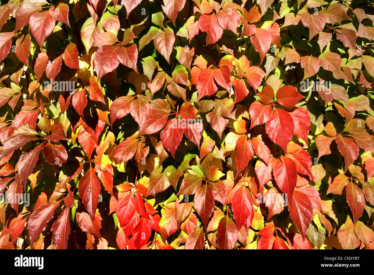 Parthenocissus Inserta High Resolution Stock Photography and Images - Alamy