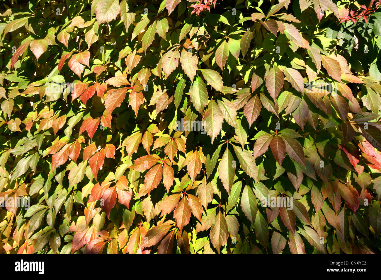Parthenocissus Inserta High Resolution Stock Photography and Images - Alamy