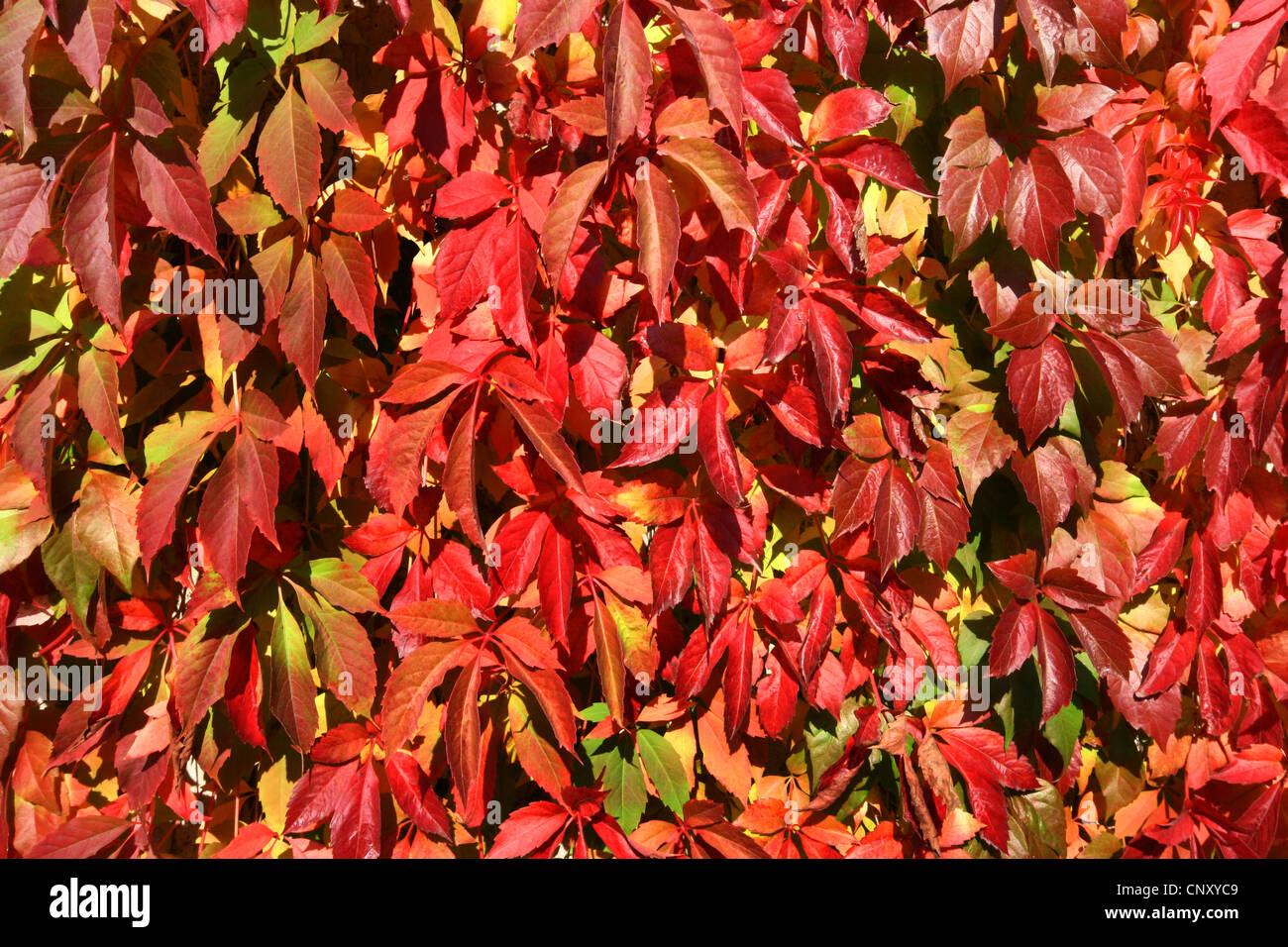 Parthenocissus Inserta High Resolution Stock Photography and Images - Alamy