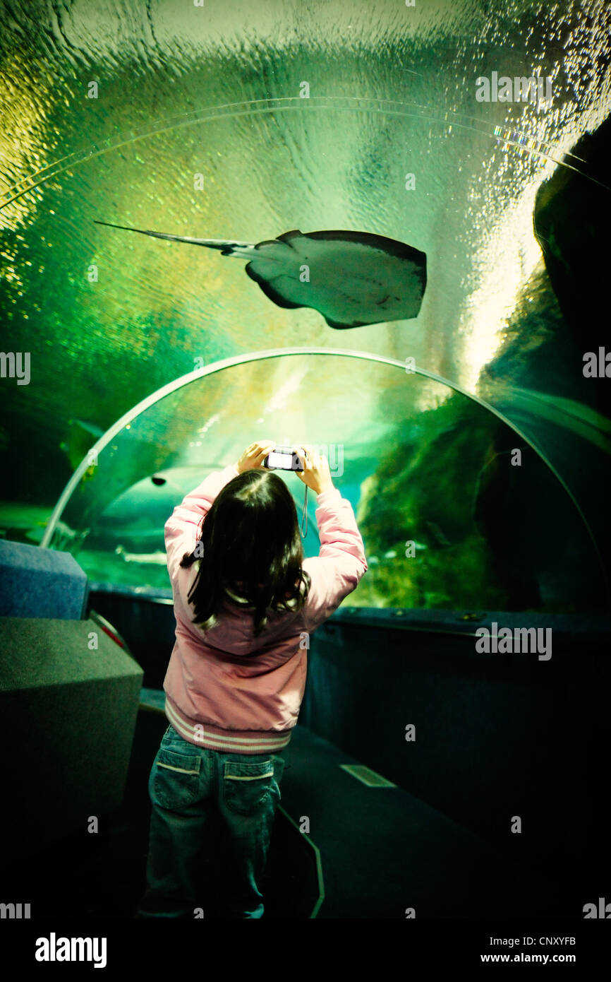 Stingray Aquarium Stock Photos & Stingray Aquarium Stock Images - Alamy