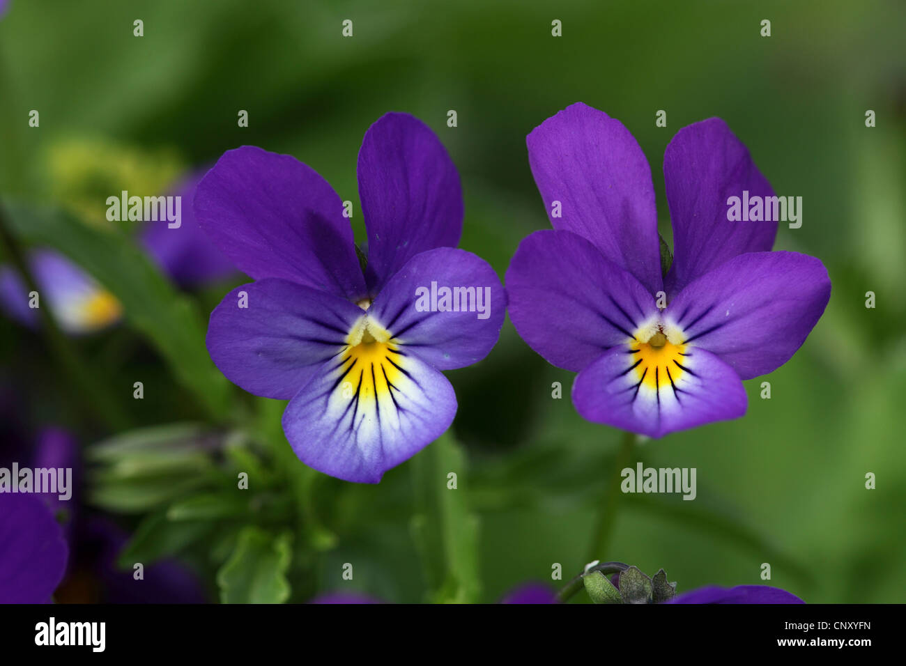 Three Pansy Flowers High Resolution Stock Photography and Images - Alamy