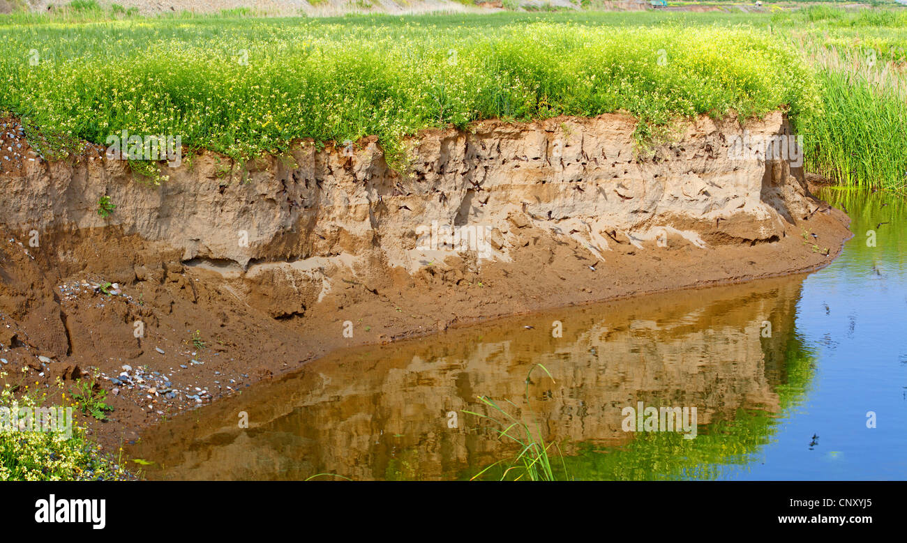 Wild turkey nest hi-res stock photography and images - Alamy