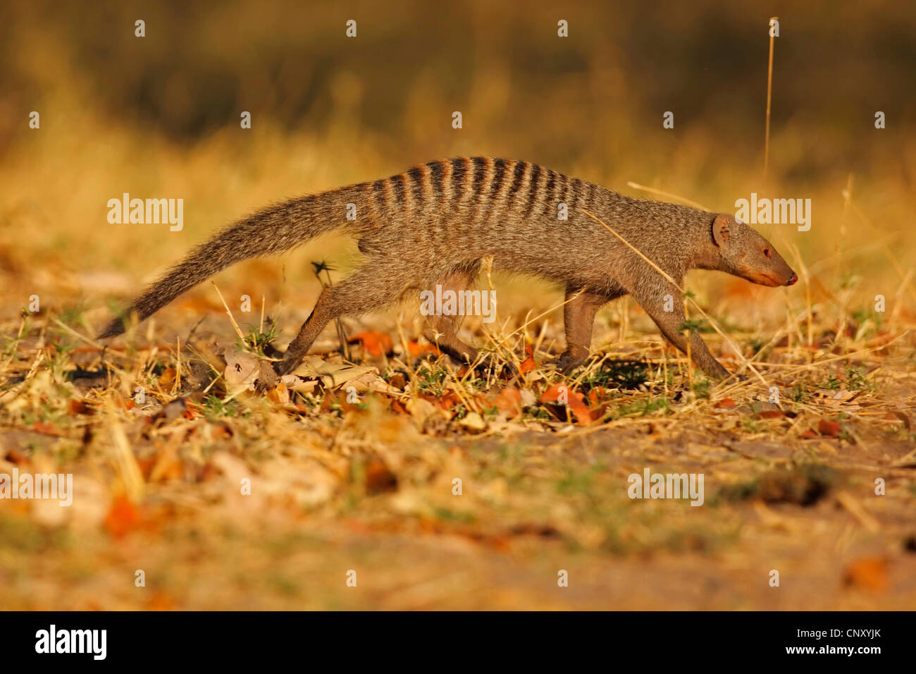 narrow-striped mongoose, Malagasy narrow-striped mongoose (Mungotictis ...