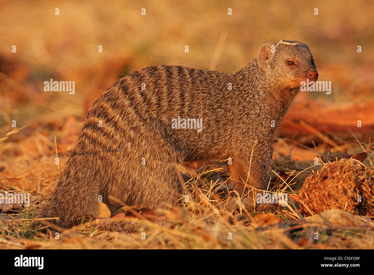 narrow-striped mongoose, Malagasy narrow-striped mongoose (Mungotictis ...