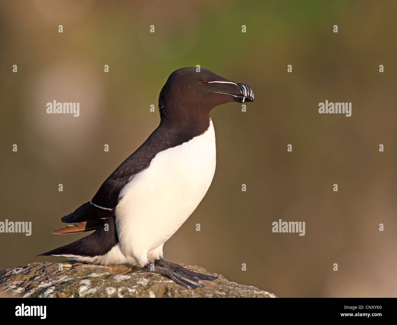 razorbill (Alca torda), sitting on a rock, Iceland, Latrabjarg Stock ...