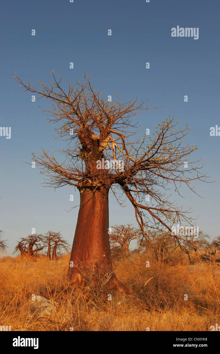 Monkey tamarind adansonia hi-res stock photography and images - Alamy