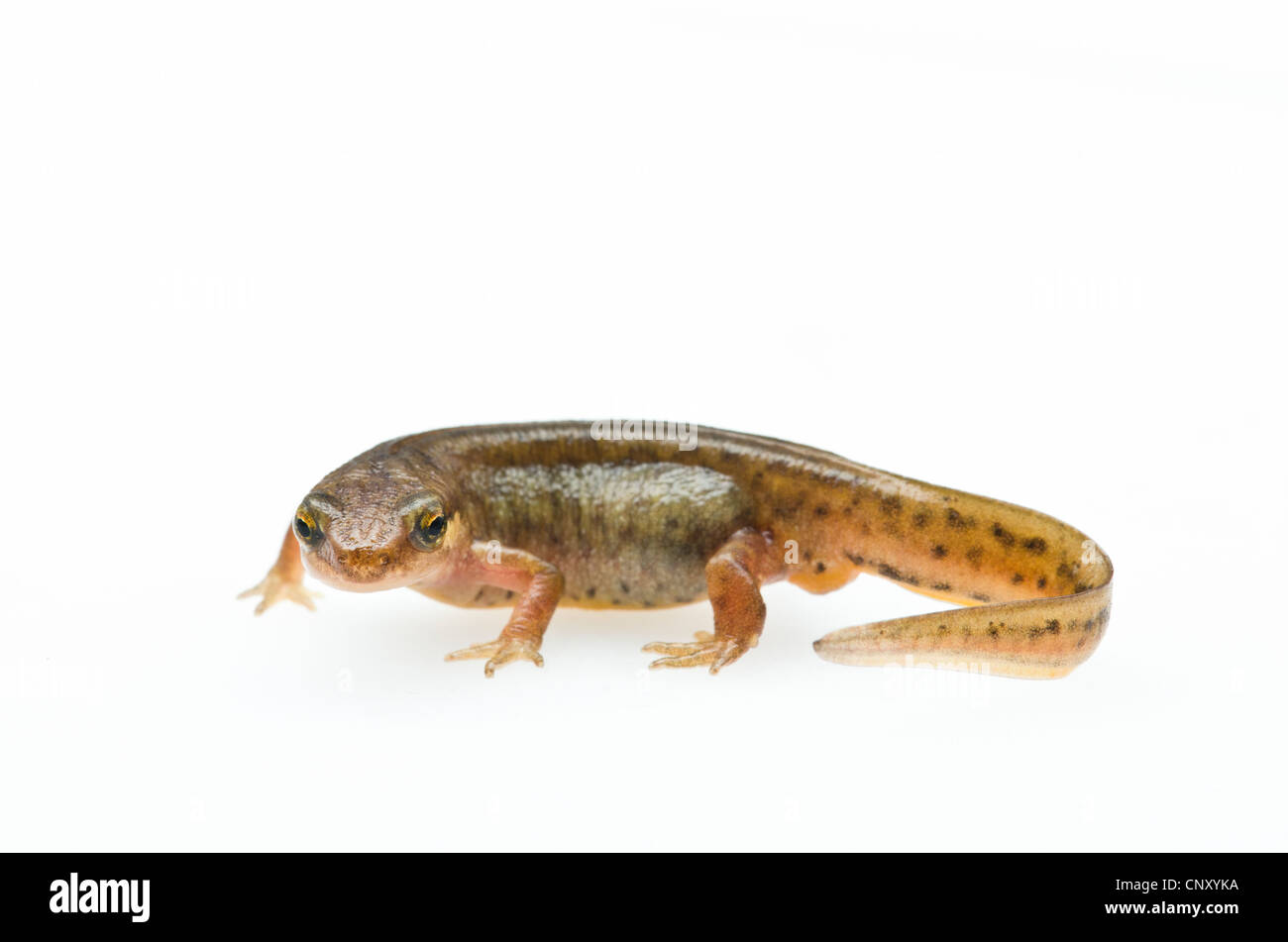Female palmate newt, palmate newt, palmate newt on white, newt on white ...