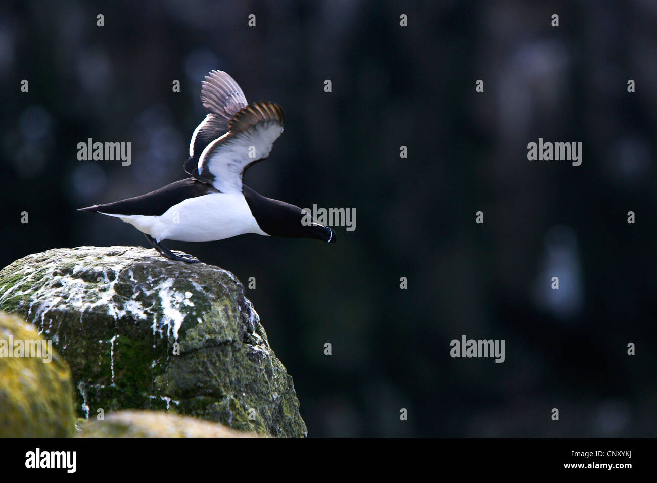 razorbill (Alca torda), starting from a rock, Iceland, Latrabjarg Stock ...