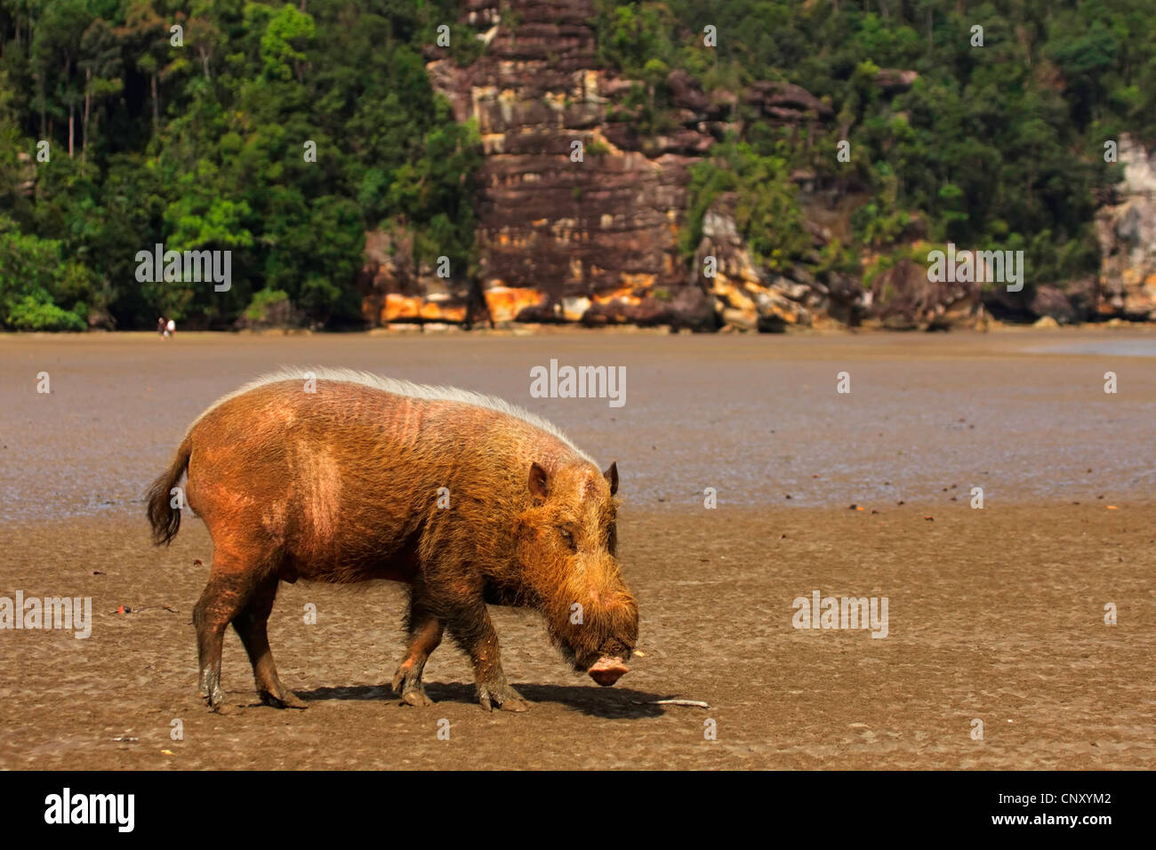 Bornean bearded pig (Sus barbatus ssp.barbatus), walking on soily ...