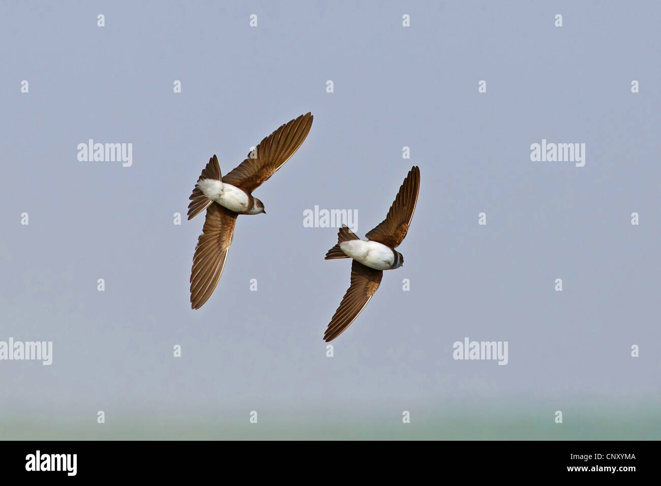 sand martin (Riparia riparia), two sand martins flying, Turkey ...