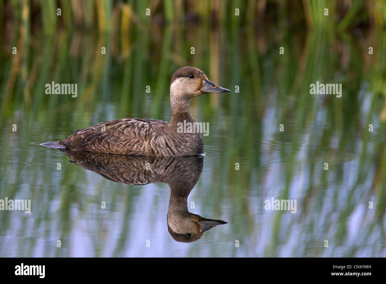 Black scoter (Melanitta nigra), female swimming, Iceland, Myvatn Stock ...