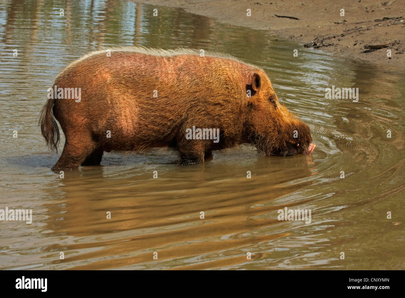 Bornean bearded pig (Sus barbatus ssp.barbatus), standing in shallow ...