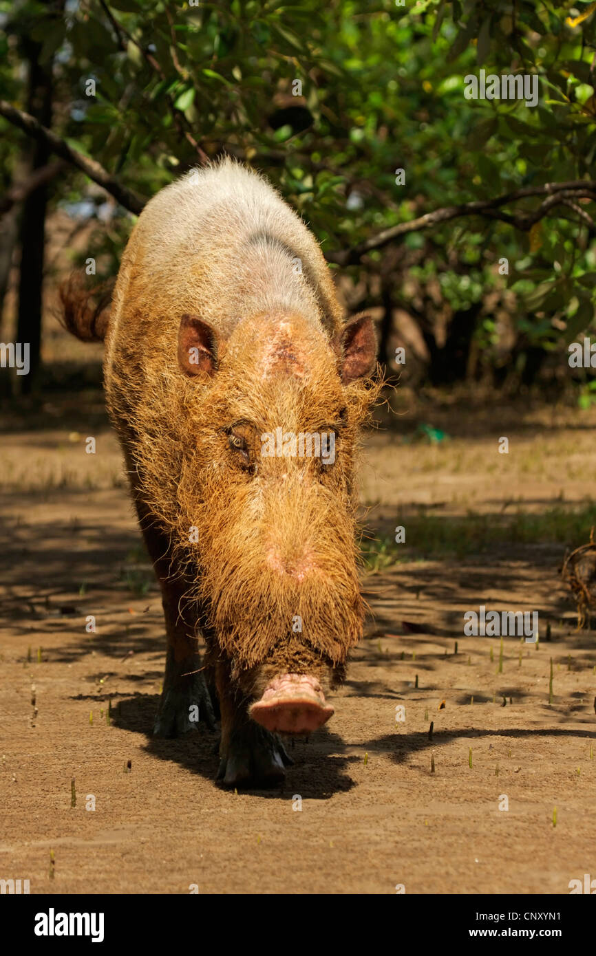 Bornean bearded pig (Sus barbatus ssp.barbatus), looking for food on a ...