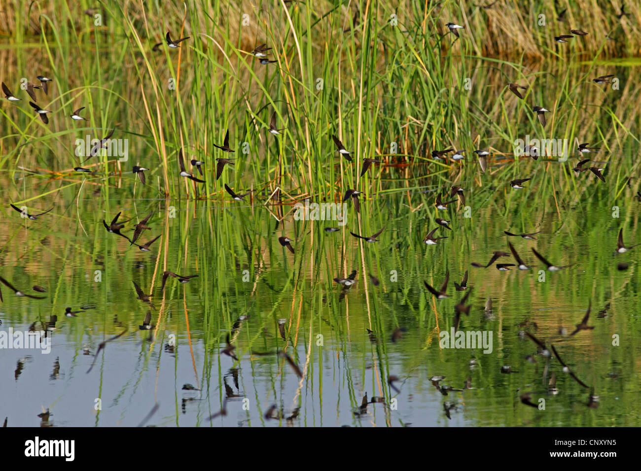 Flying water bed hi-res stock photography and images - Alamy