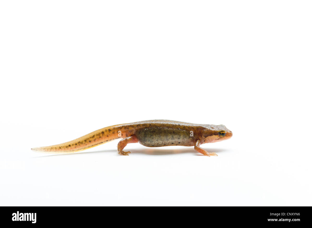 Female newt hi-res stock photography and images - Alamy
