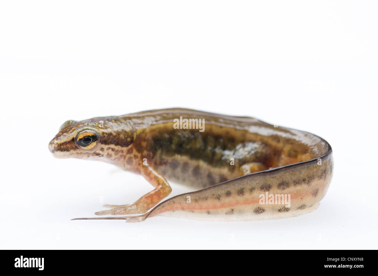 Palmate newt hi-res stock photography and images - Alamy