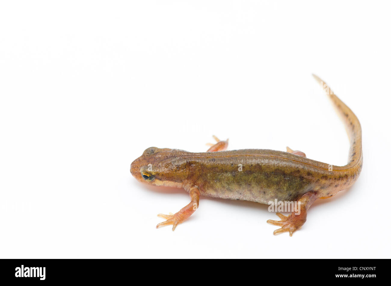 Female newt hi-res stock photography and images - Alamy