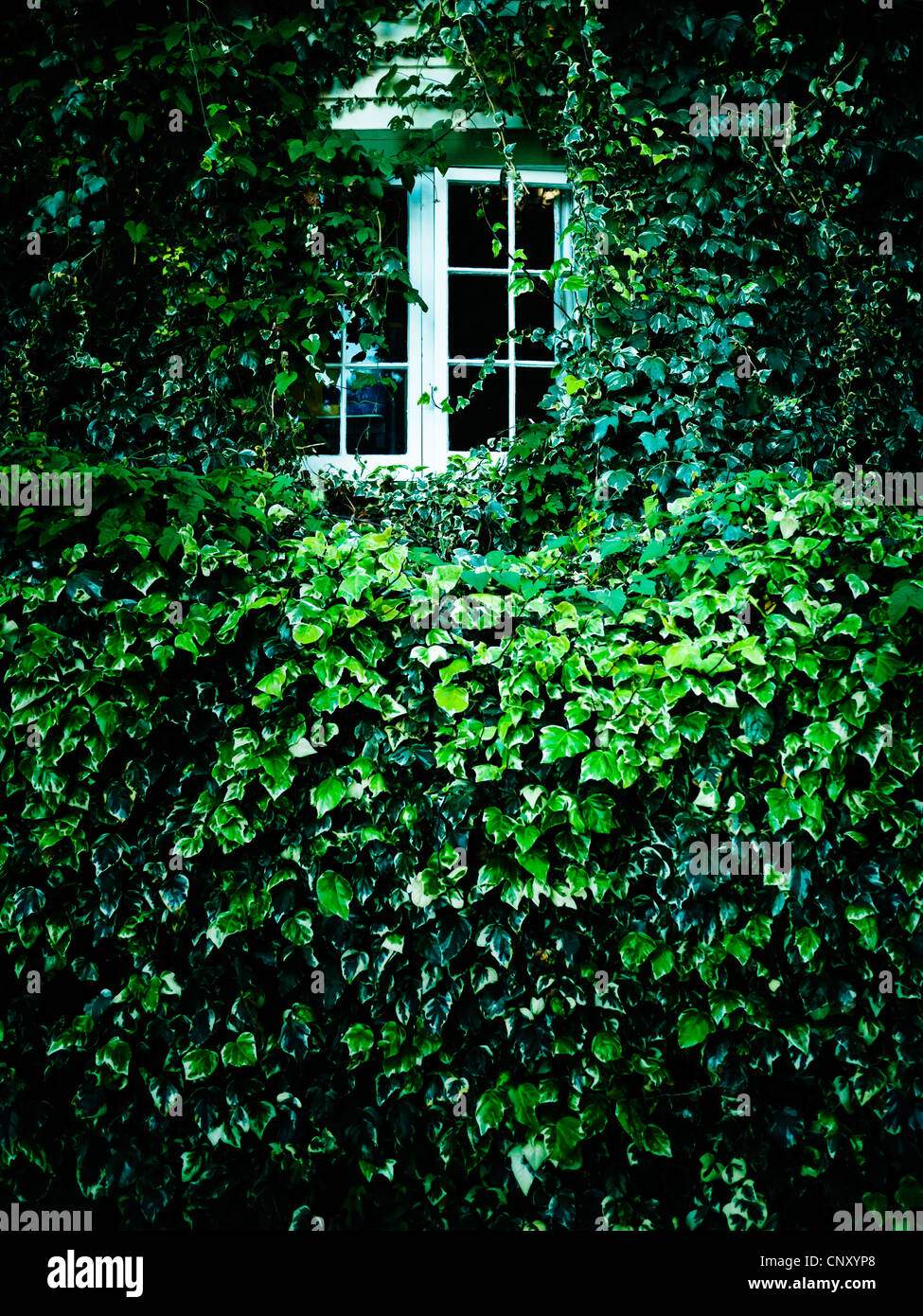 Overgrown hi-res stock photography and images - Alamy