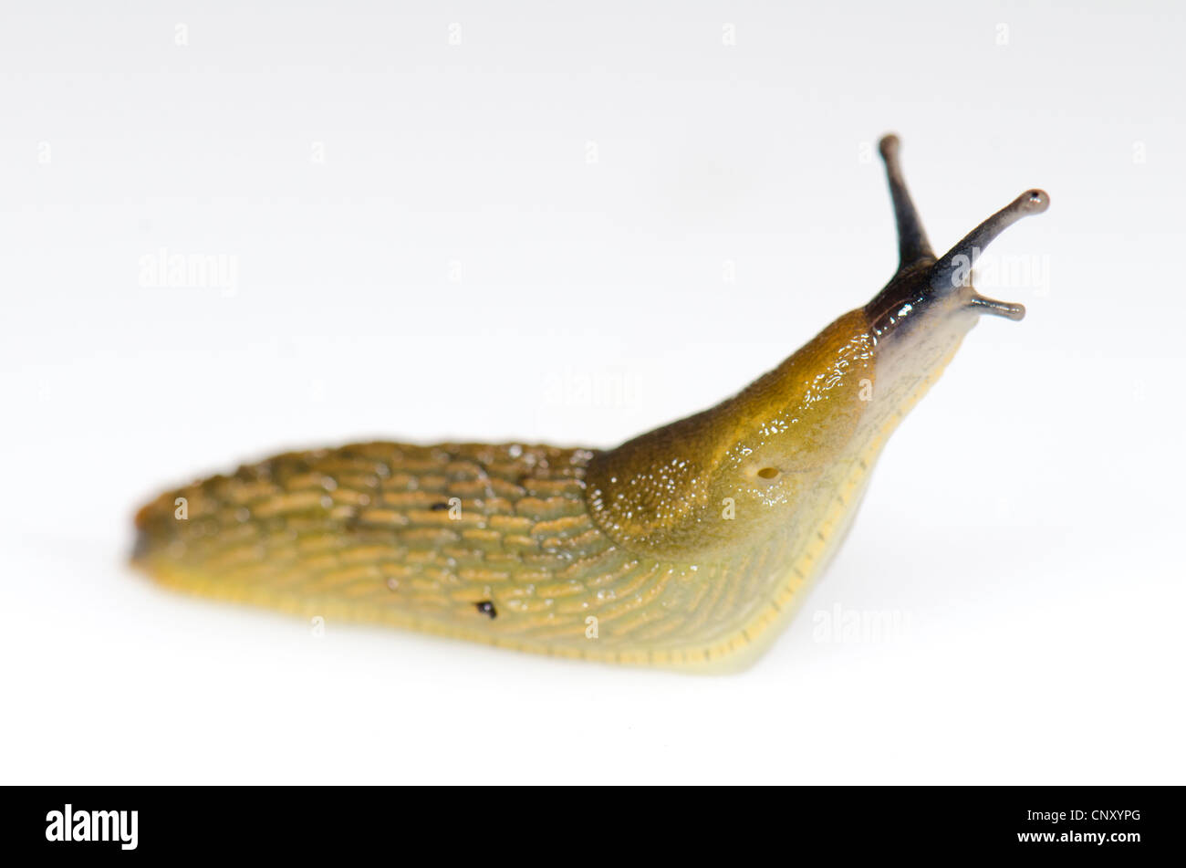 Slug on white background Stock Photo - Alamy