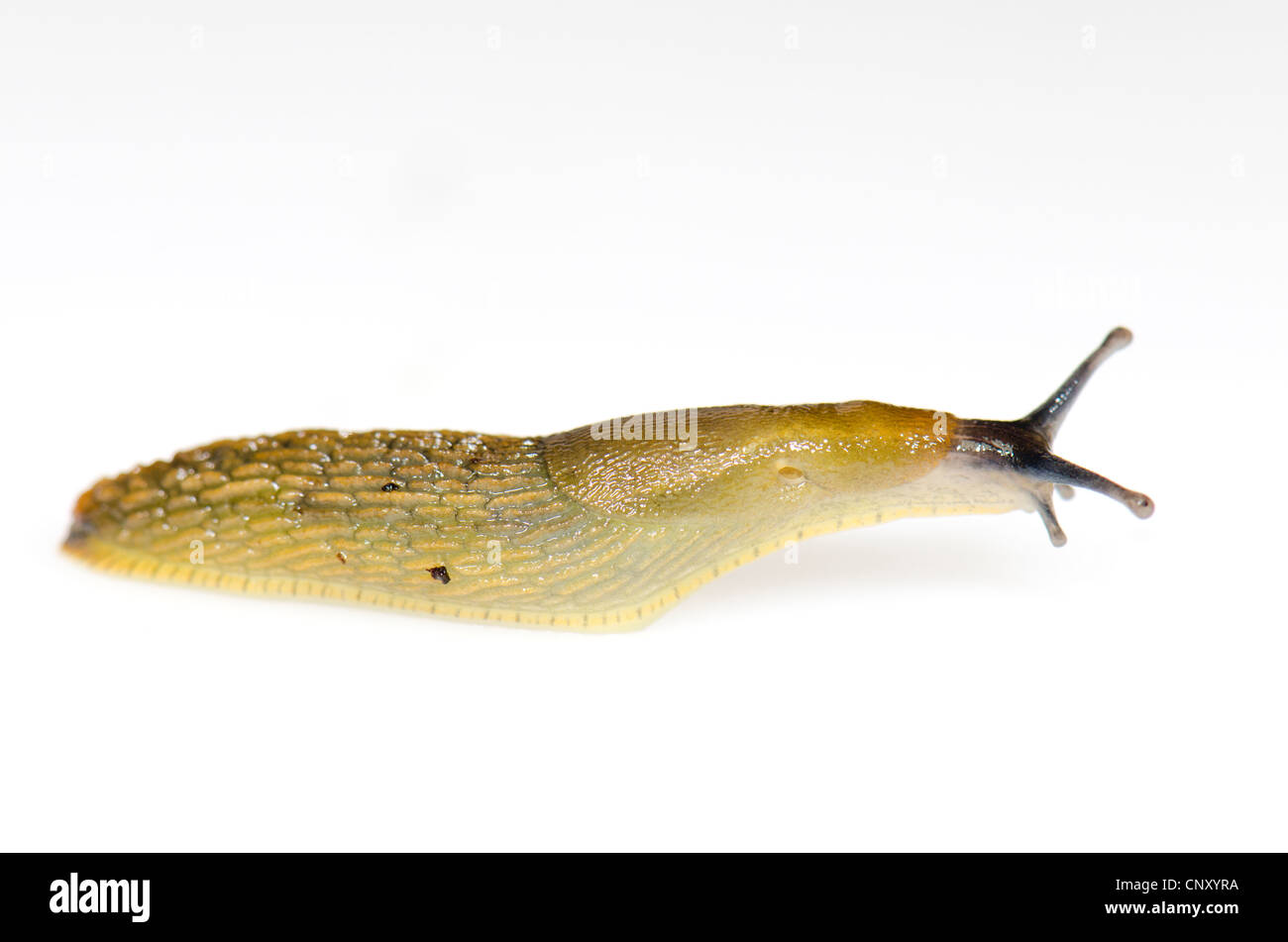 Slug on white background Stock Photo - Alamy
