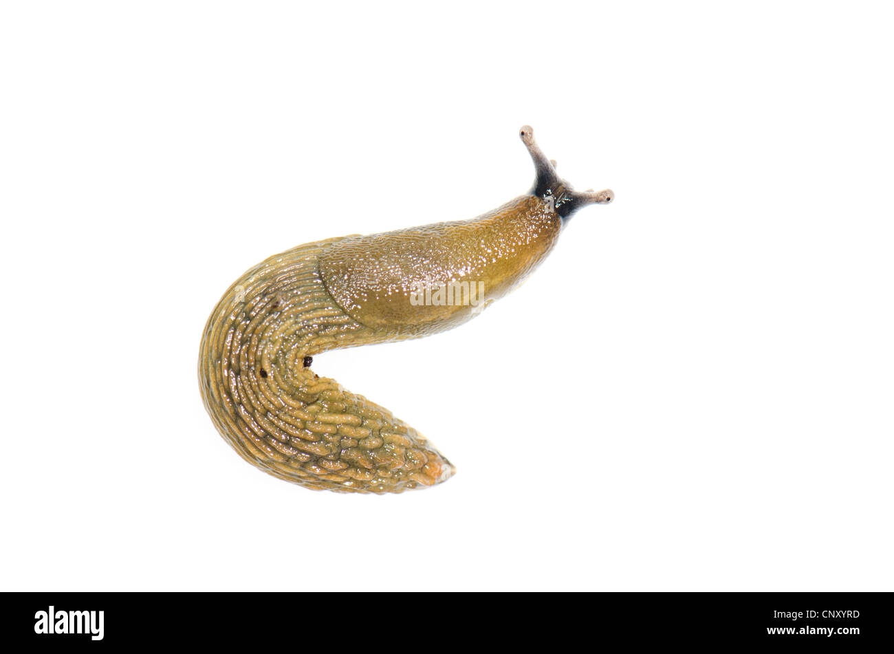 Slug on white background Stock Photo - Alamy