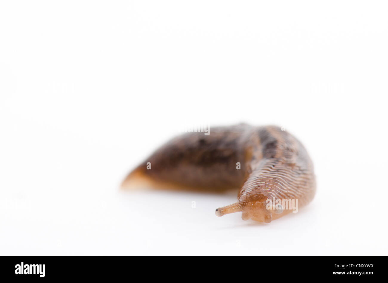 Slug on white background Stock Photo - Alamy