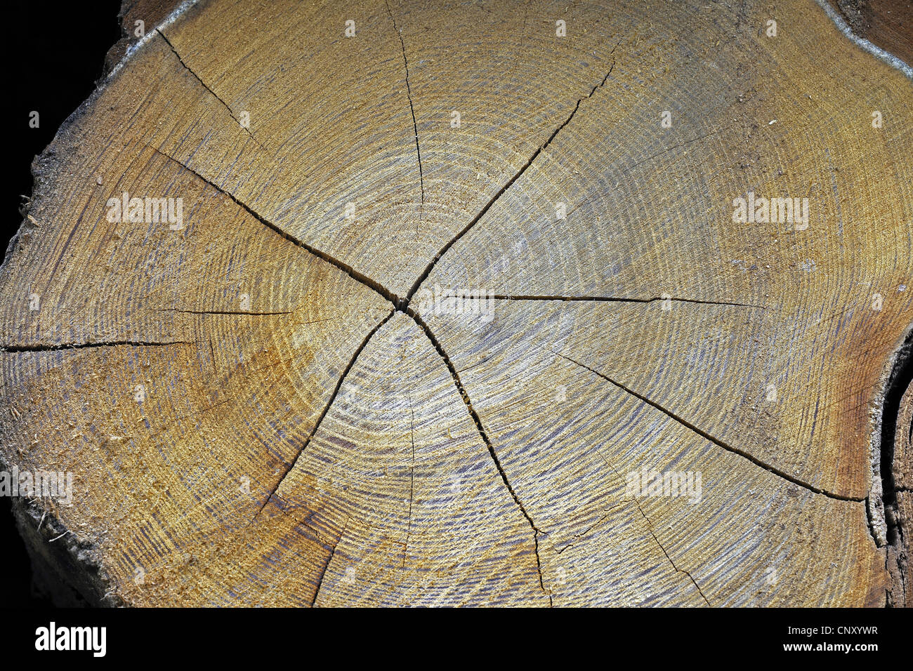 black locust, common locust, robinia (Robinia pseudo-acacia, Robinia ...