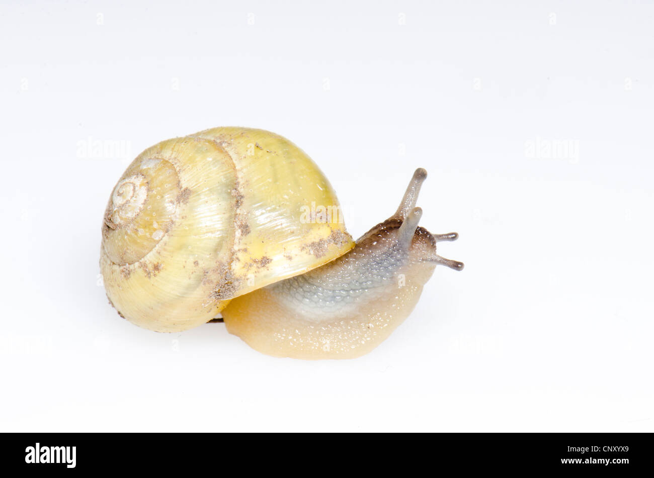White garden snail hi-res stock photography and images - Alamy