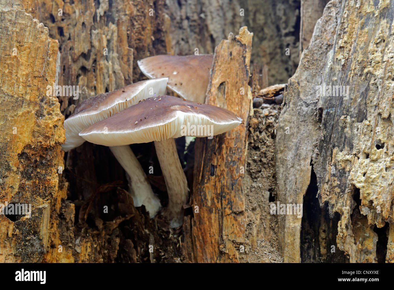 deer shield (Pluteus cervinus, Pluteus atricapillus), at a tree trunk ...