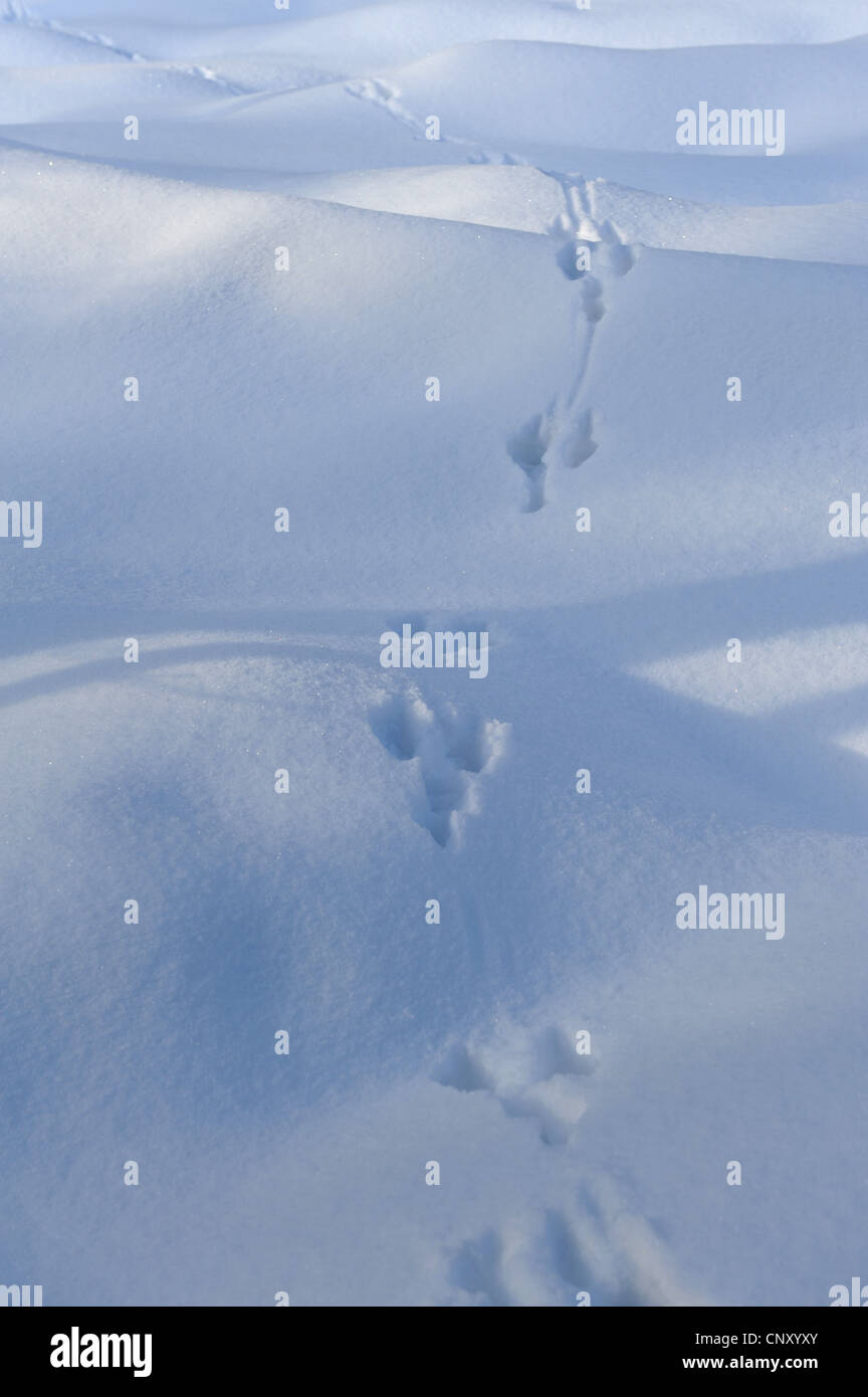 Snow rabbit running hi-res stock photography and images - Alamy