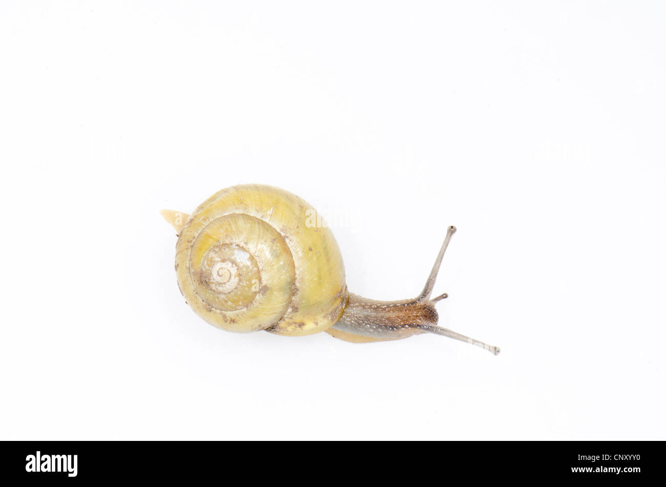 White garden snail hi-res stock photography and images - Alamy