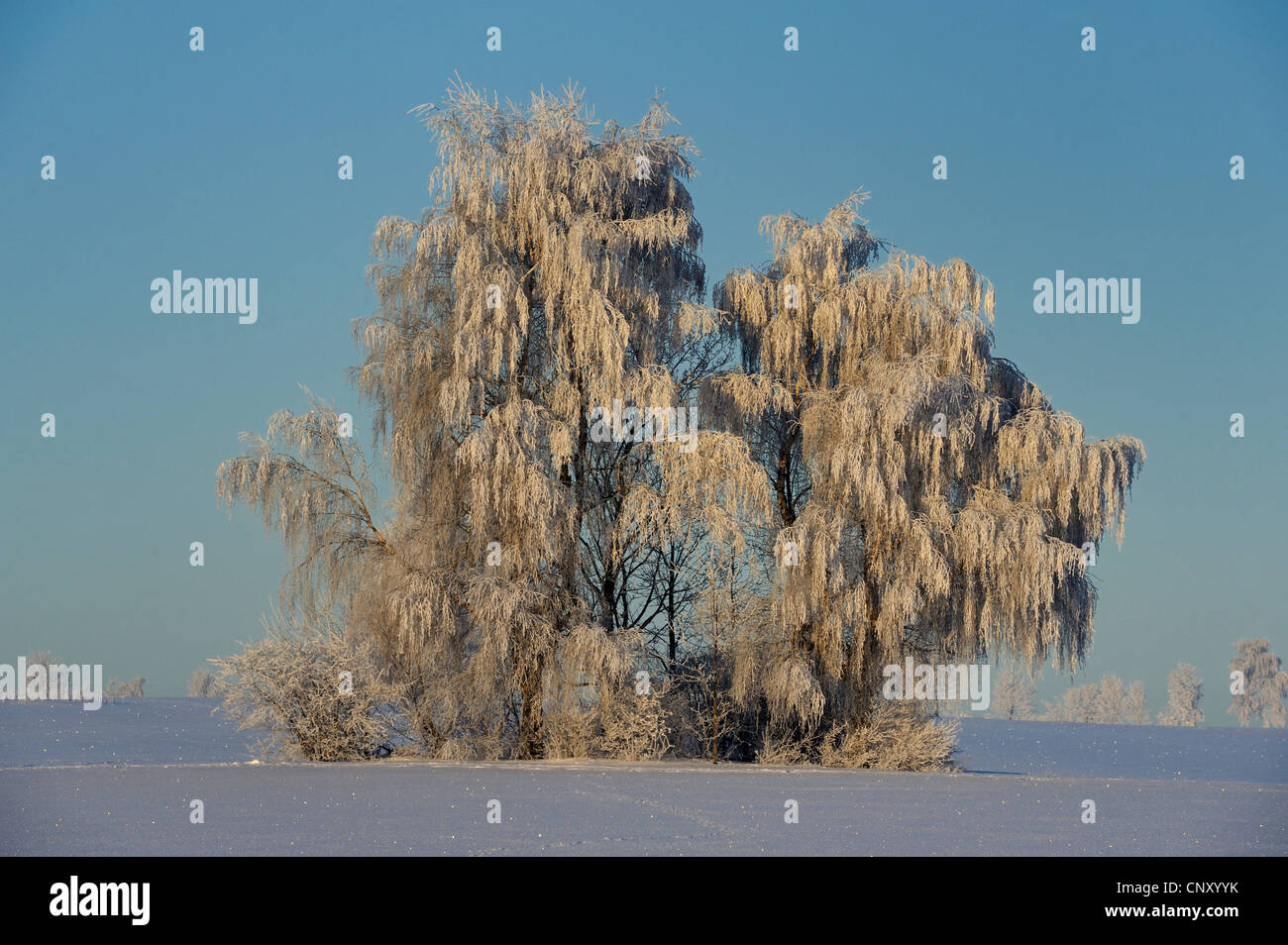 common birch, silver birch, European white birch, white birch (Betula ...