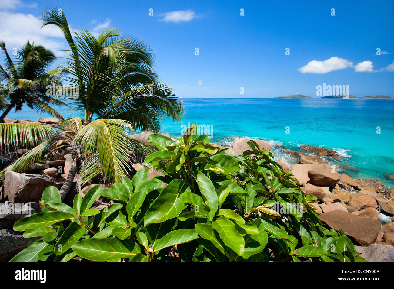 Tropical beach seaside palm trees rocks hi-res stock photography and ...