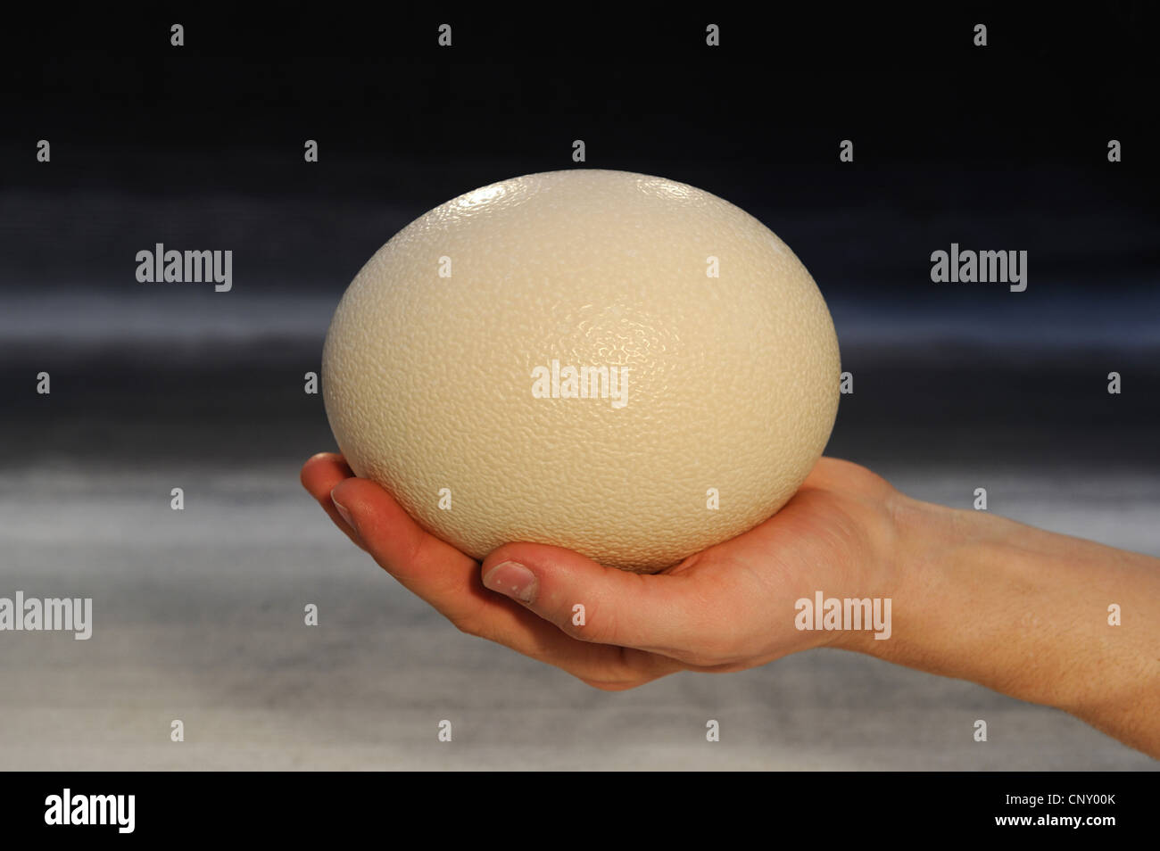 ostrich (Struthionidae), hand holding an ostrich egg Stock Photo - Alamy