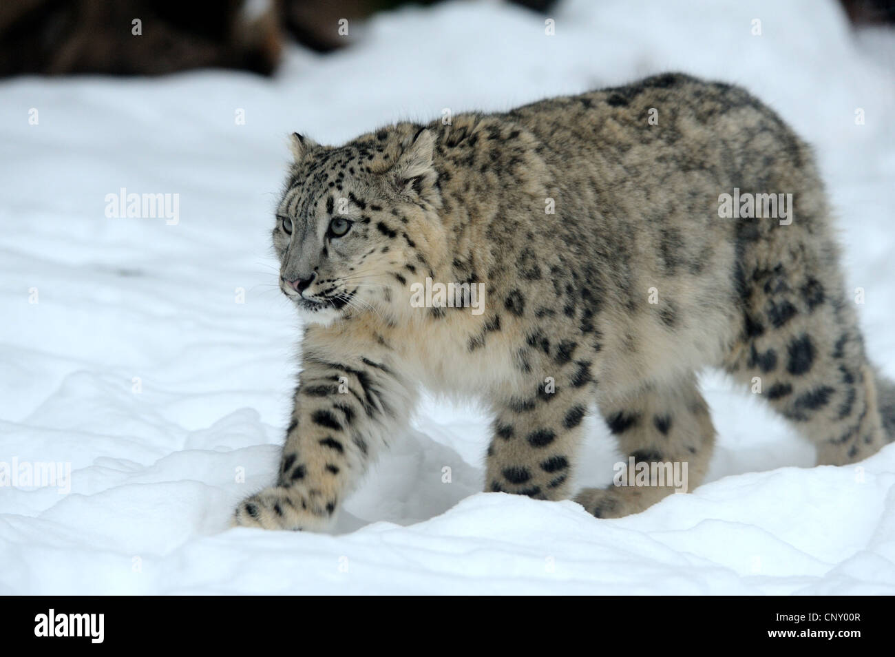 snow leopard (Uncia uncia, Panthera uncia), walking in snow Stock Photo ...