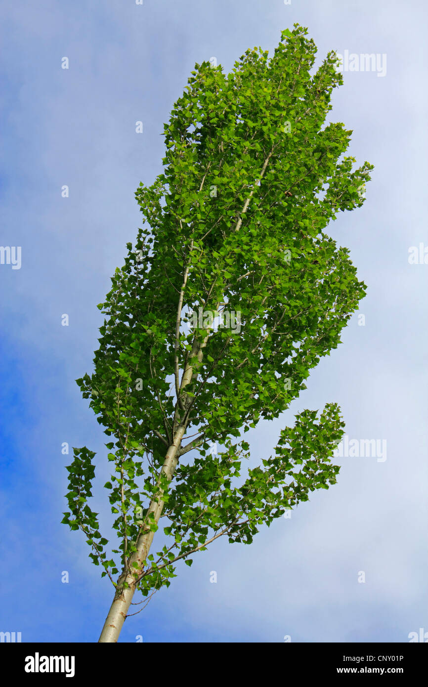 Lombardy Poplar Trees Populus Nigra High Resolution Stock Photography ...