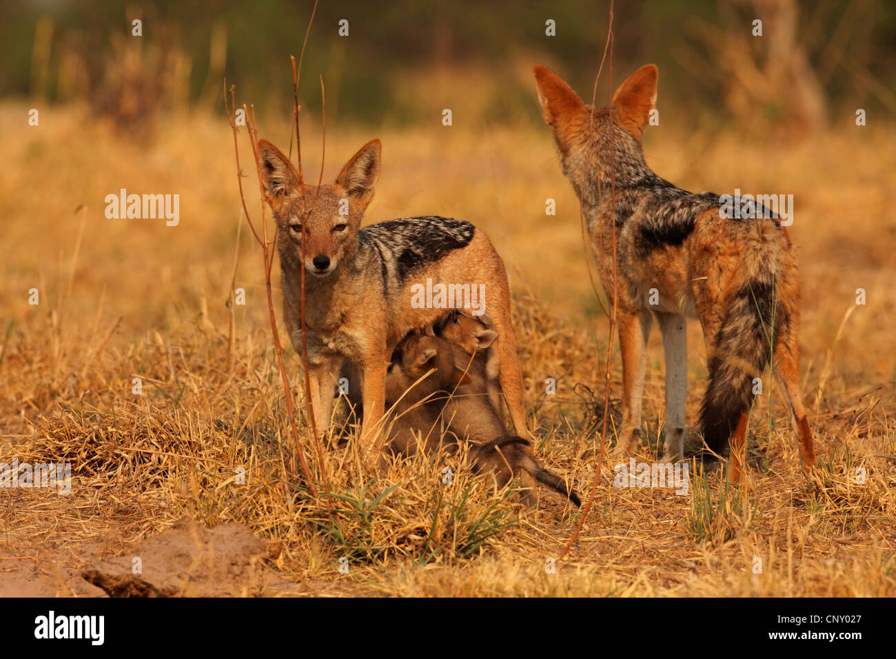 Jackal family hi-res stock photography and images - Alamy
