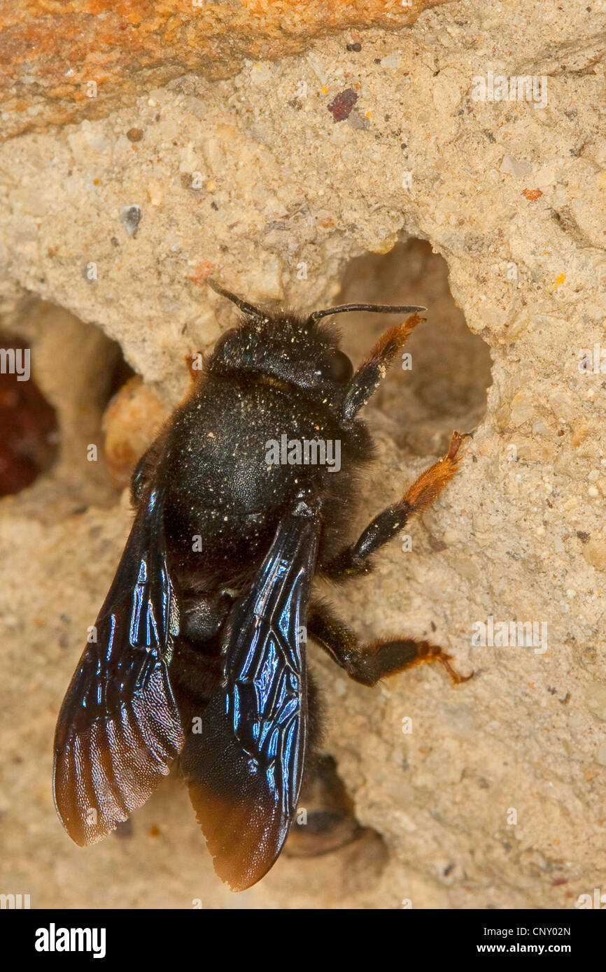 wall bee, mason bee (Megachile parietina, Chalicodoma parietina ...
