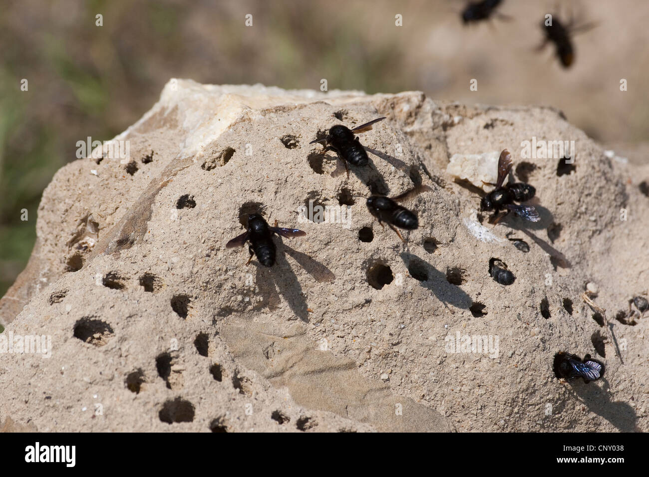 wall bee, mason bee (Megachile parietina, Chalicodoma parietina ...