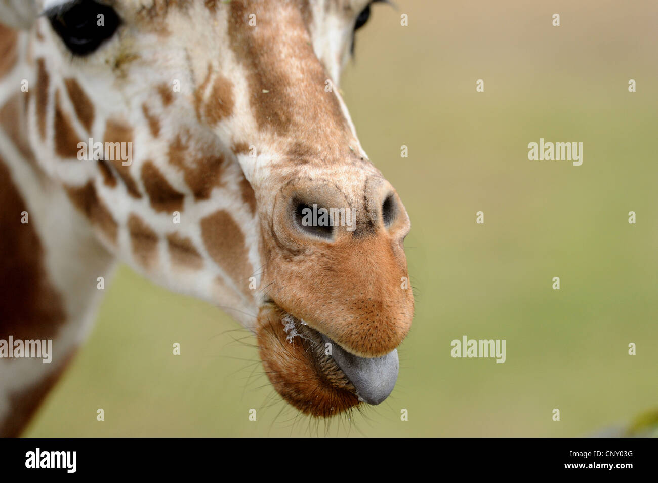 Giraffe sticking out tongue hi-res stock photography and images - Alamy
