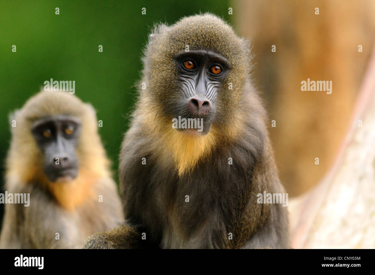 Mandrillus sphinx hi-res stock photography and images - Alamy