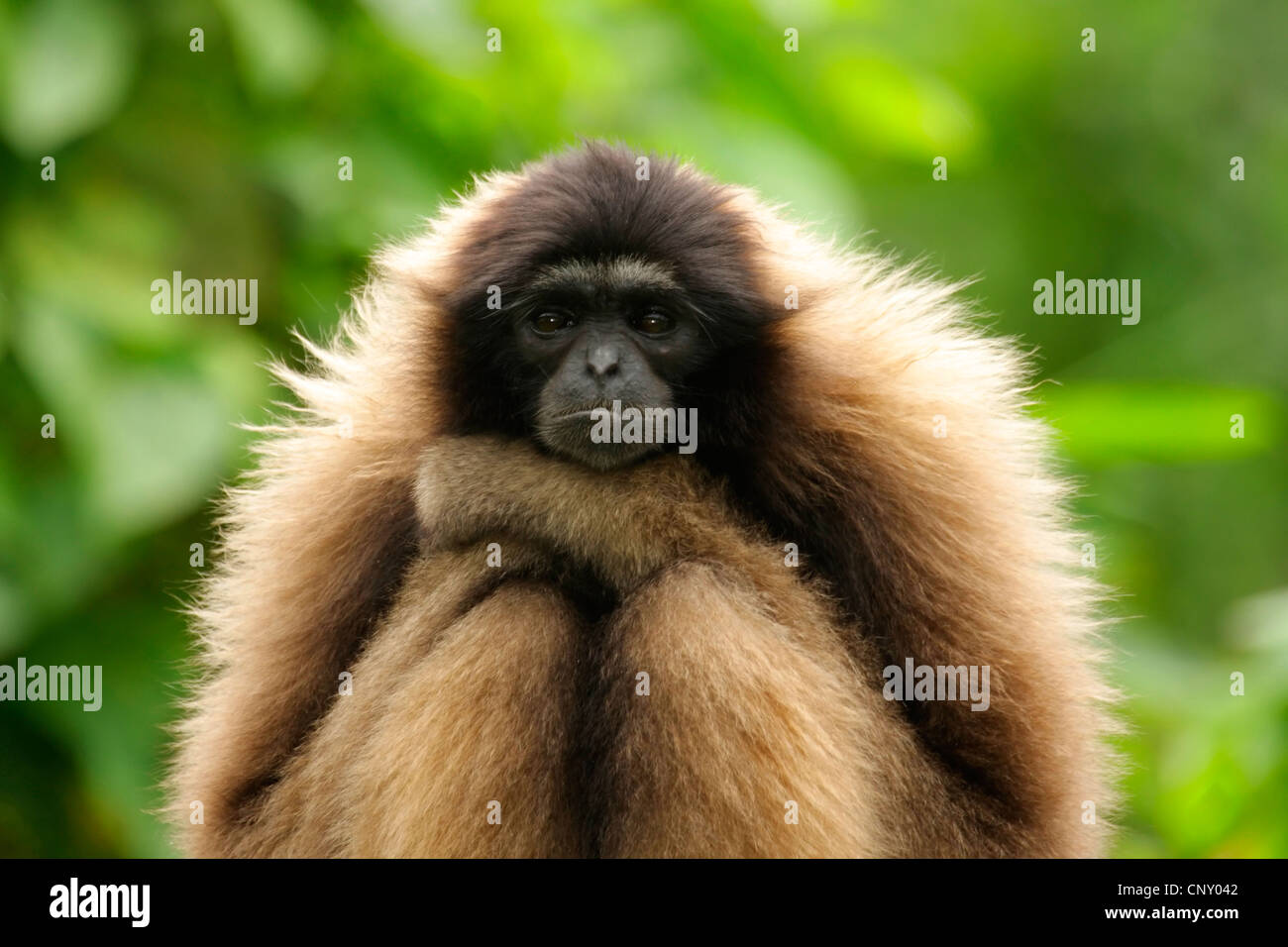 gray gibbon, Mueller's gibbon, Bornean Gibbon (Hylobates muelleri ...