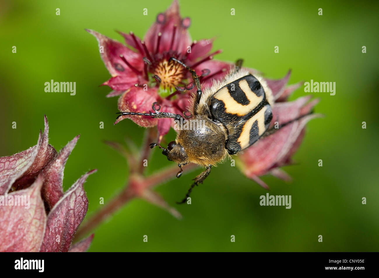 bee chafer, bee beetle (Trichius fasciatus), sitting on purple ...