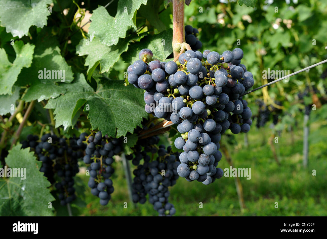 grape-vine, vine (Vitis vinifera), grapes at grapevine, Germany Stock ...