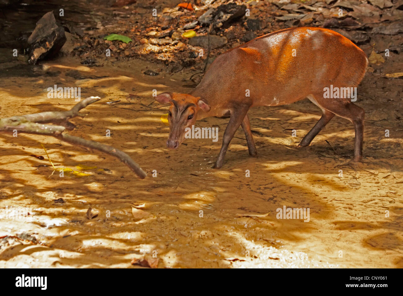 Southern Red Muntjac, Barking Deer, Bornean Red Muntjac, Indian Muntjac ...