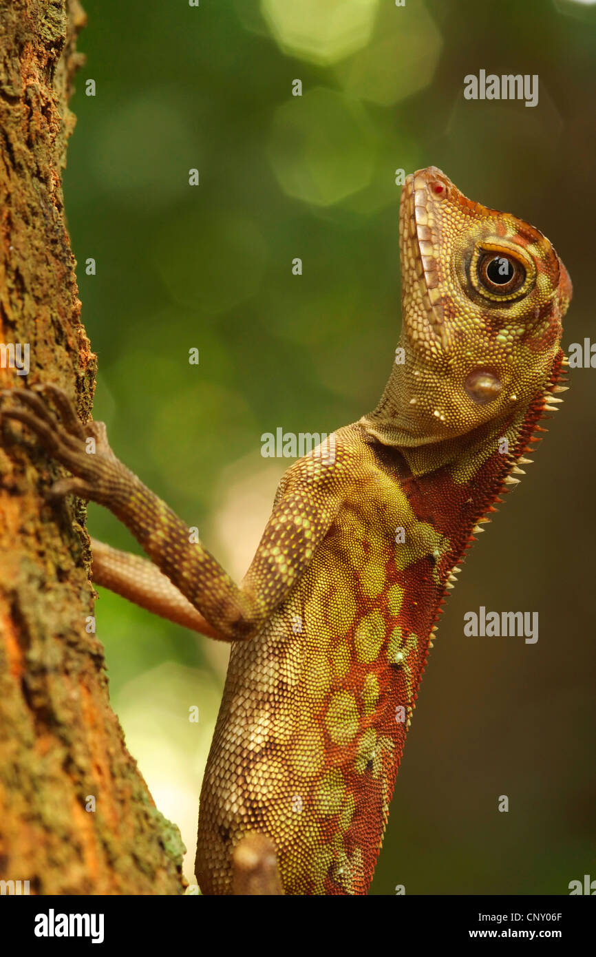 Borneo forest dragon hi-res stock photography and images - Alamy