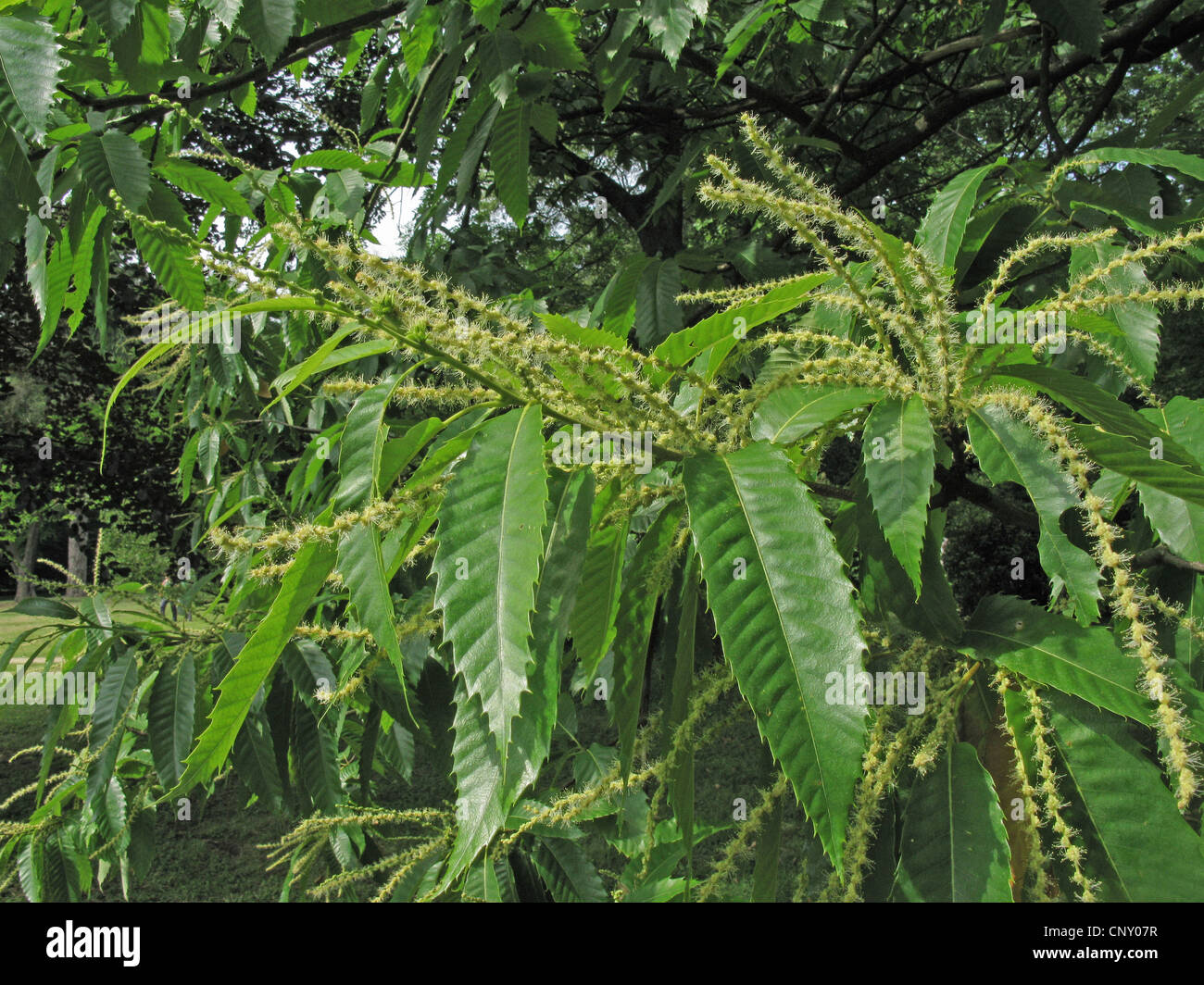 Spanish chestnut, sweet chestnut (Castanea sativa), blooming branch ...