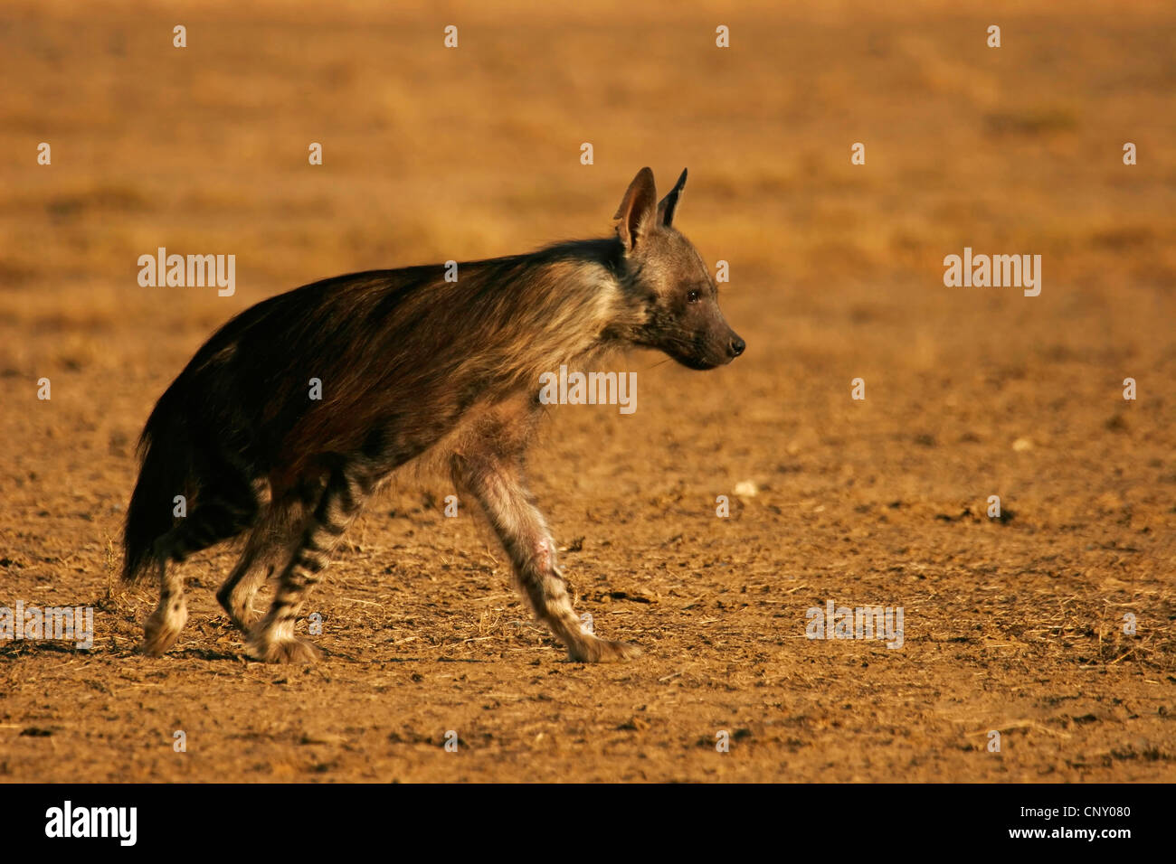 brown hyena (Hyaena brunnea), walking through the savannah, South ...